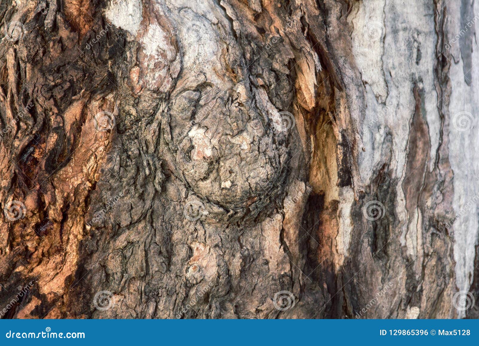 Surface of the Hundred-years Tree Stock Photo - Image of material ...