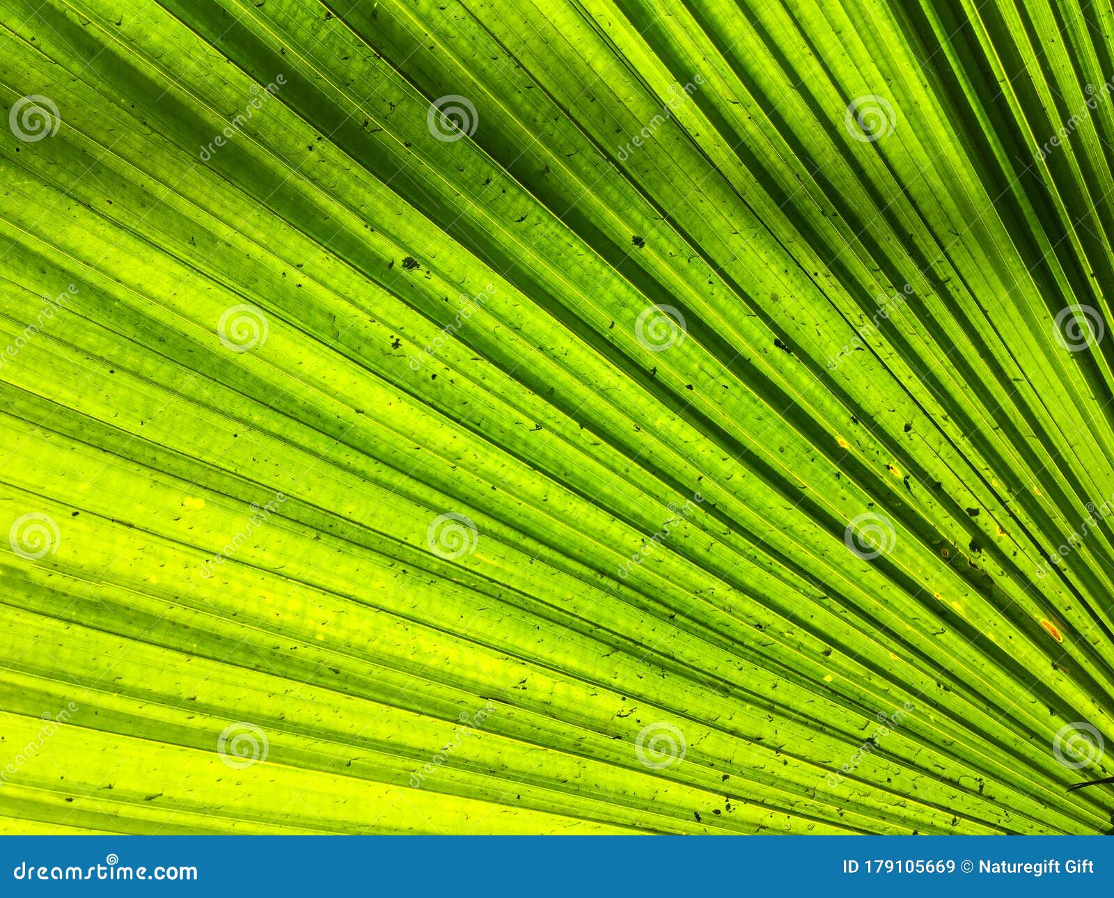 Surface Image Palm Tree that Has Natural Green Color Stock Image ...