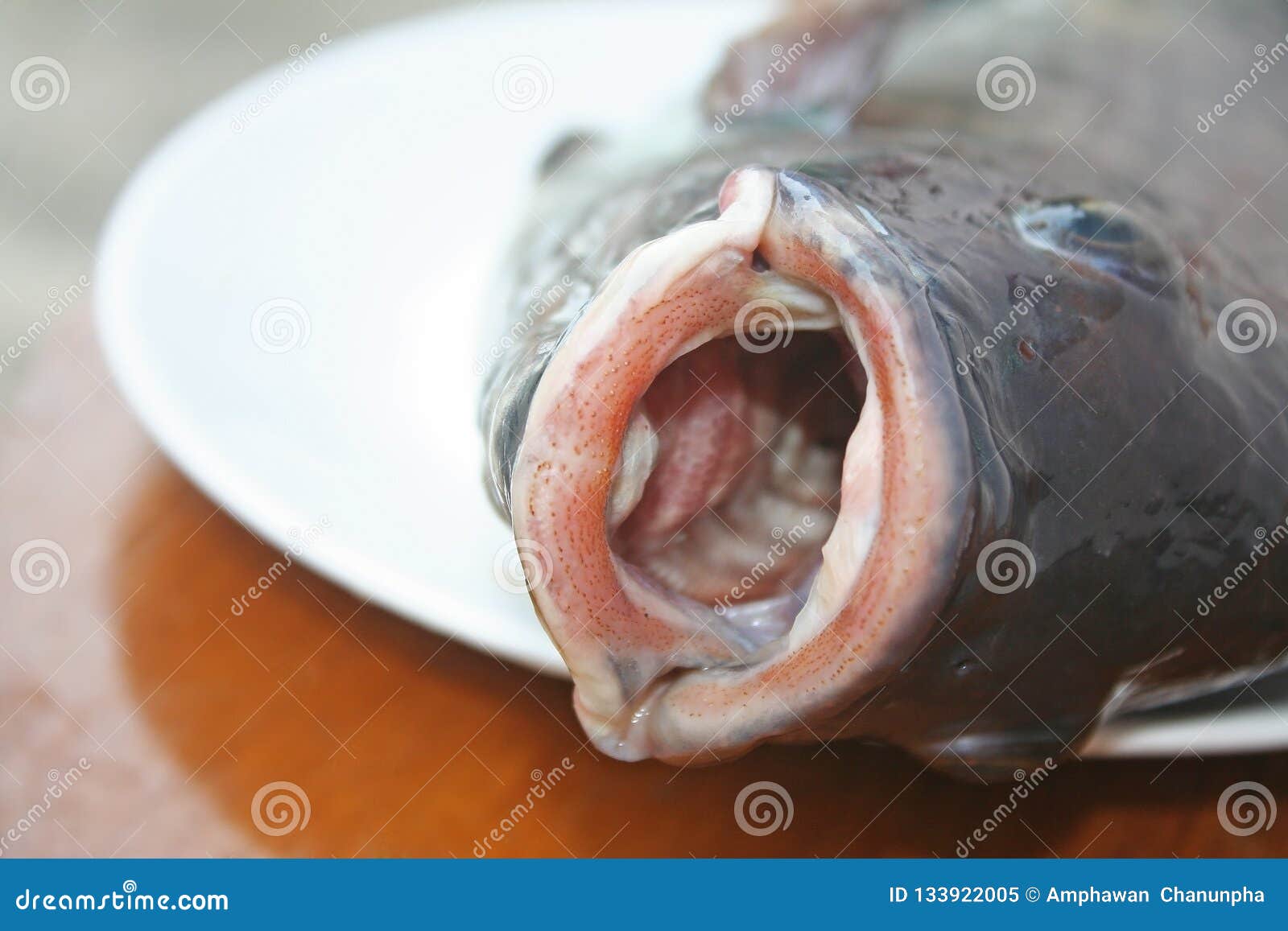 Surface inside mouth fish stock image. Image of beautiful - 133922005