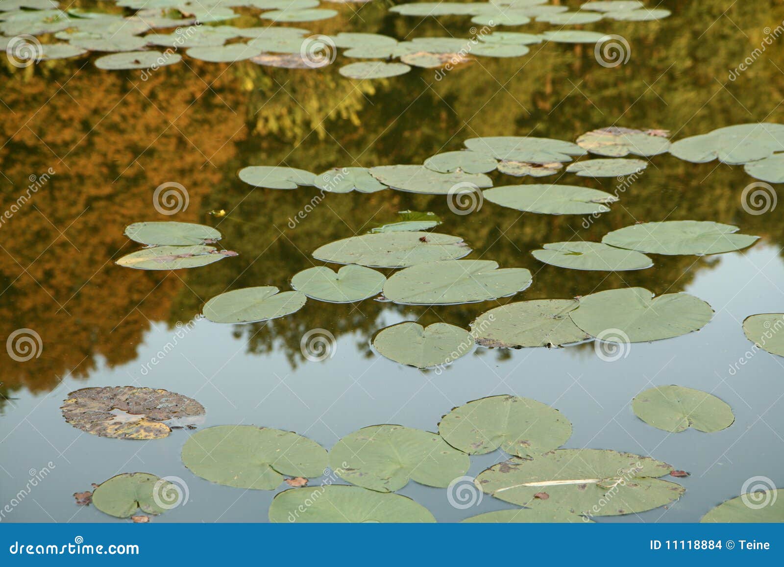 Surface of a lake stock photo. Image of nenuphar, nature - 11118884