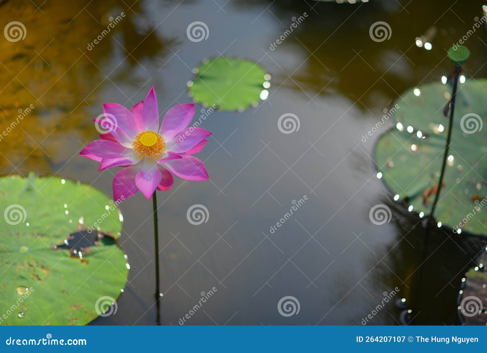 The Surface of the Lake is Calm, Reflecting the Lotus Branches on the ...