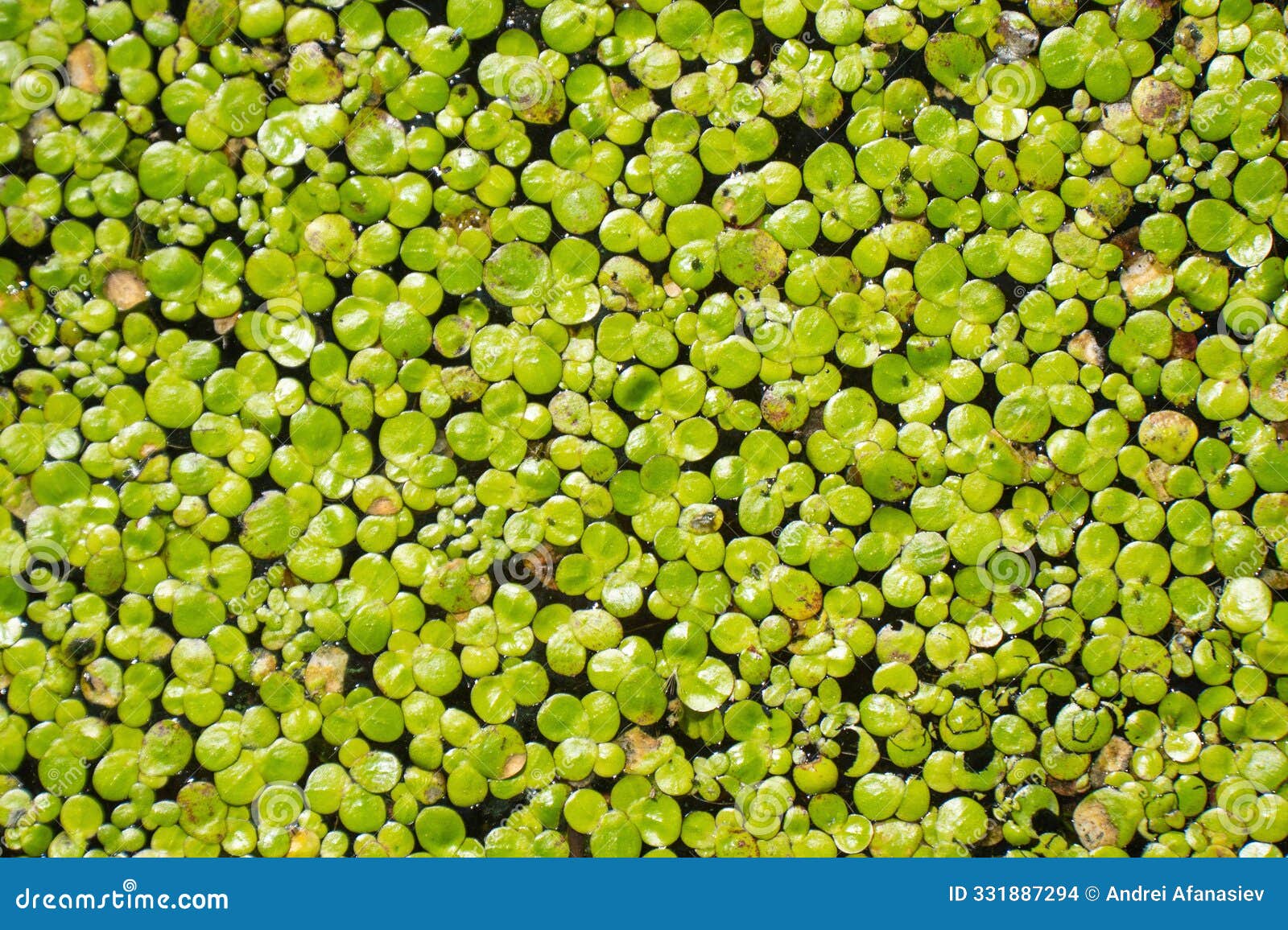 The Surface of the Lake is Covered with Green Duckweed, Background ...