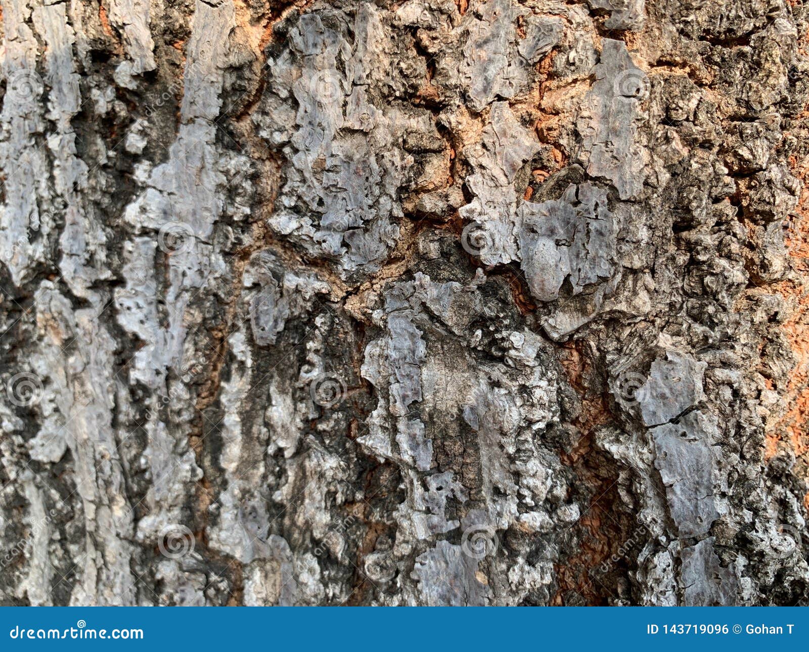 The Surface of a Large Brown Tree Trunk, Tree Texture As Natural ...