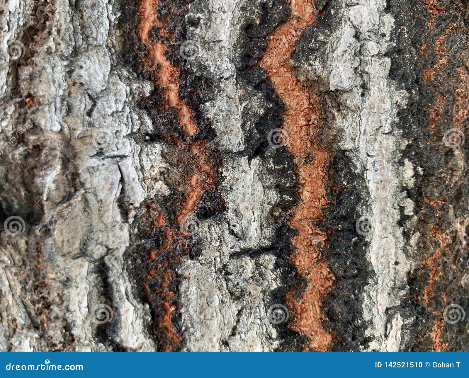 The Surface of a Large Brown Tree Trunk, Tree Texture with Brown Black ...