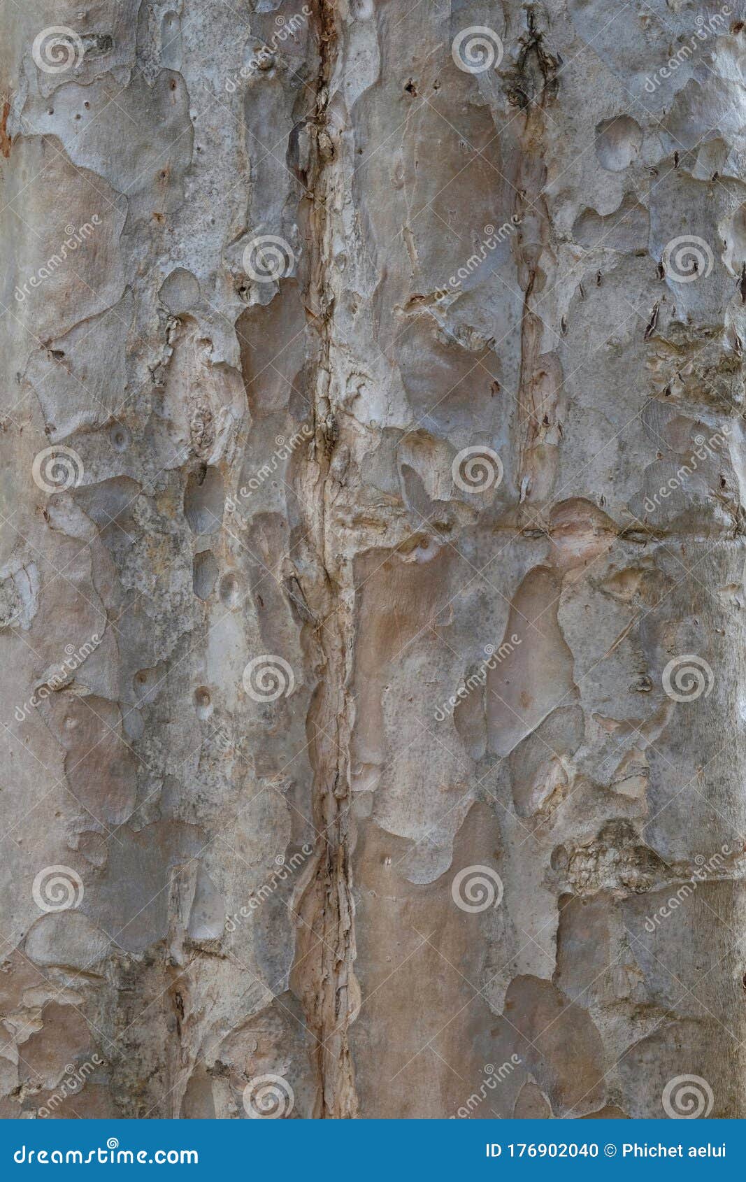 The Surface of a Large Tree Shows Its Strerght and Durability Stock ...
