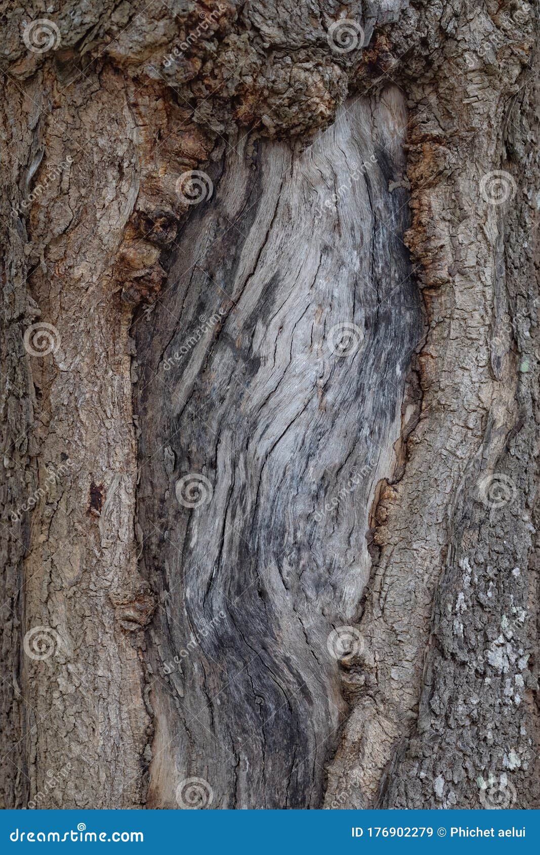The Surface of a Large Tree Shows Its Strerght and Durability Stock ...