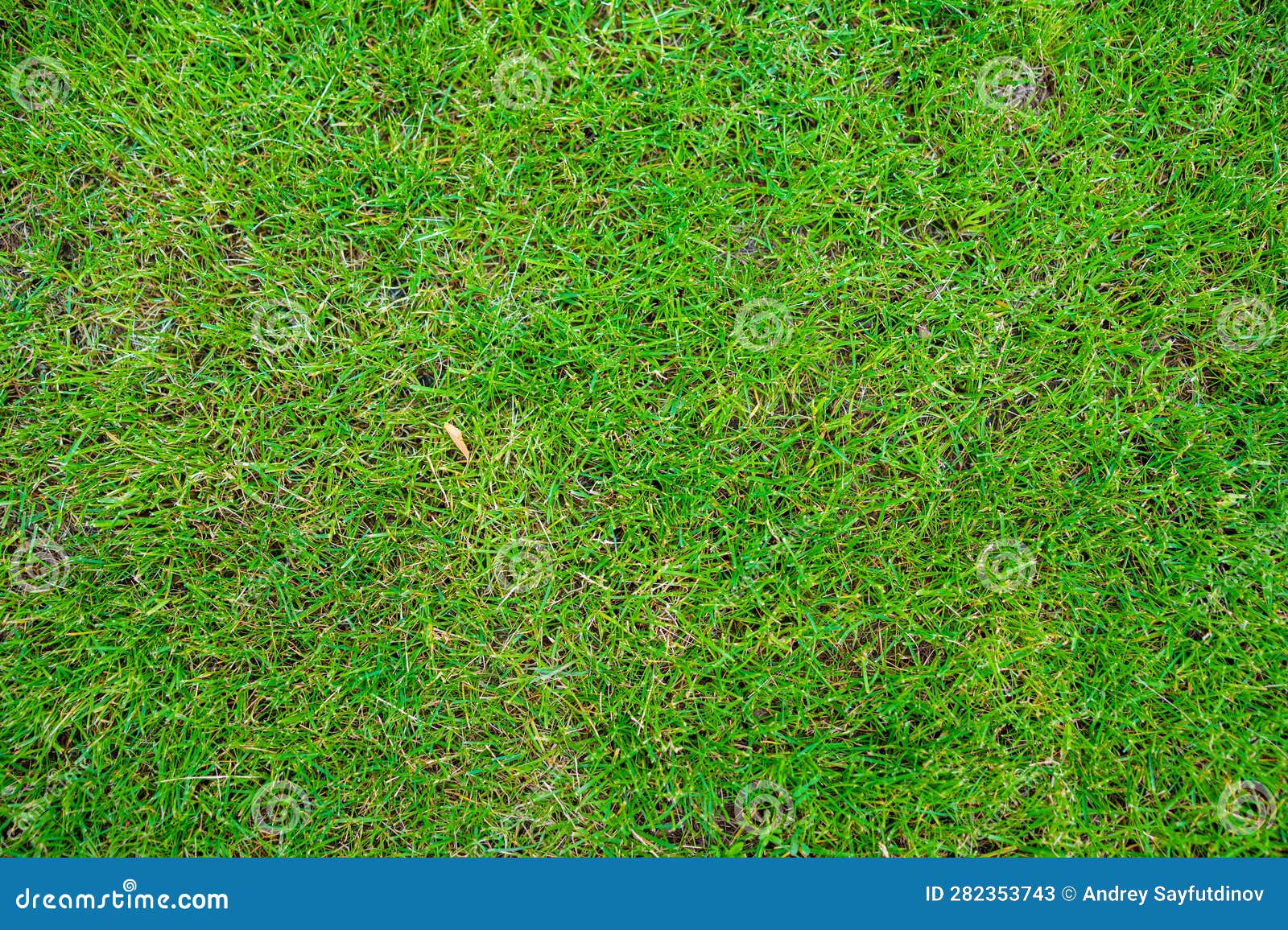 The Surface of the Lawn with Lawn Grass is a Green and Uniform Coating ...