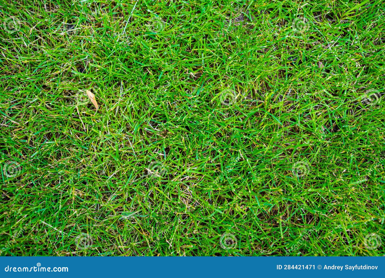 The Surface of the Lawn with Lawn Grass is a Green and Uniform Coating ...
