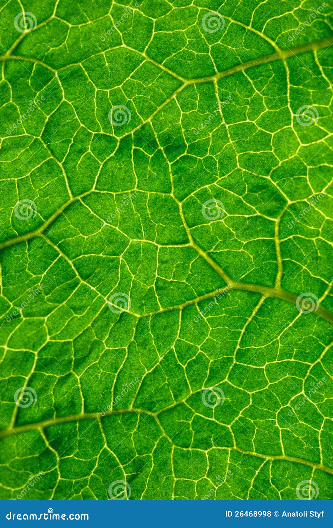 Surface of leaf stock photo. Image of herb, nature, flora - 26468998