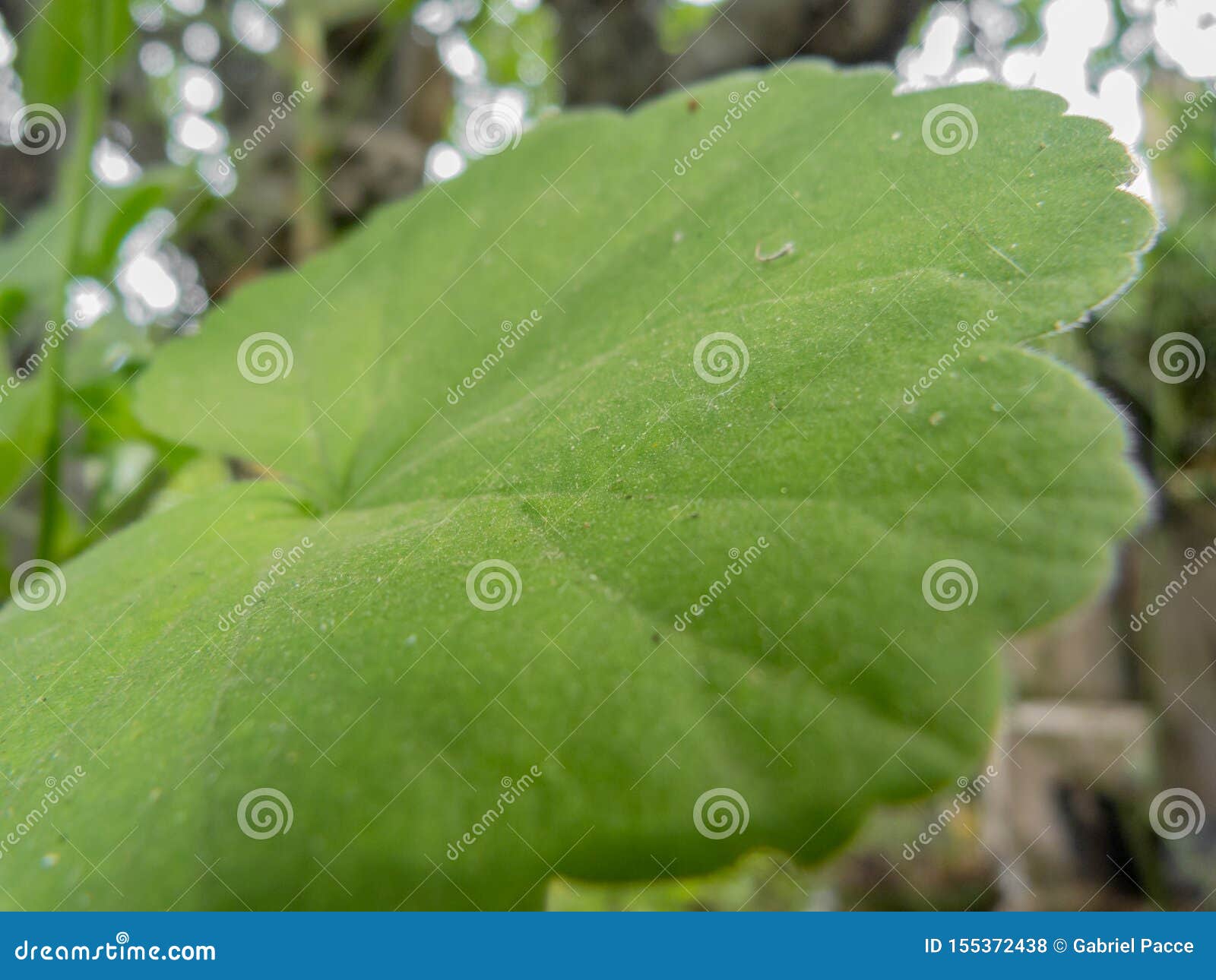 Surface of a Leaf, with Air Garbage Stock Photo - Image of health, life ...