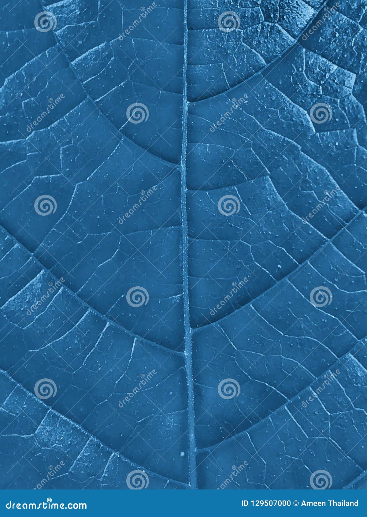 Leaf shape stock photo. Image of textrue, shape, surface - 129507000