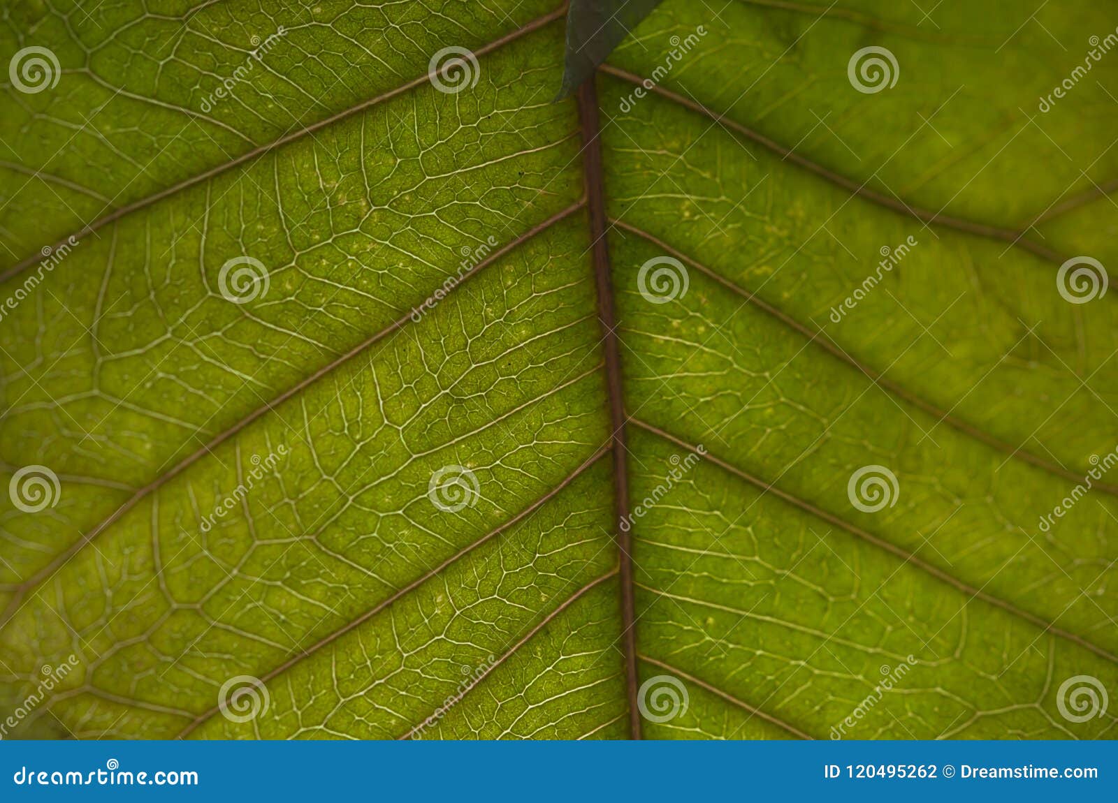 The surface of the leaf stock photo. Image of floral - 120495262