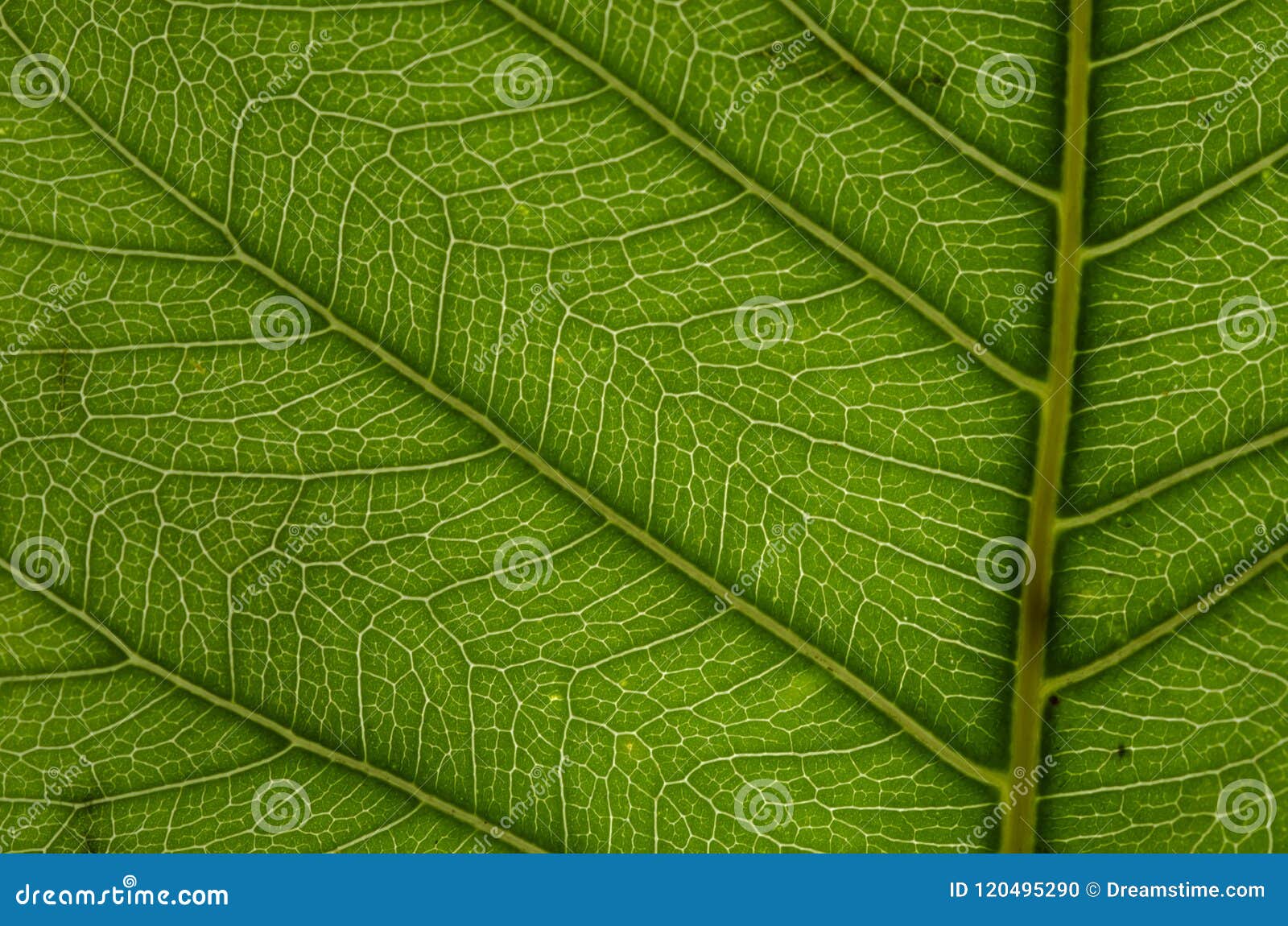 The surface of the leaf stock photo. Image of environment - 120495290