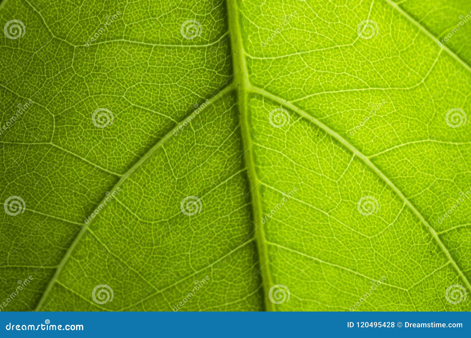 The surface of the leaf stock photo. Image of botanical - 120495428