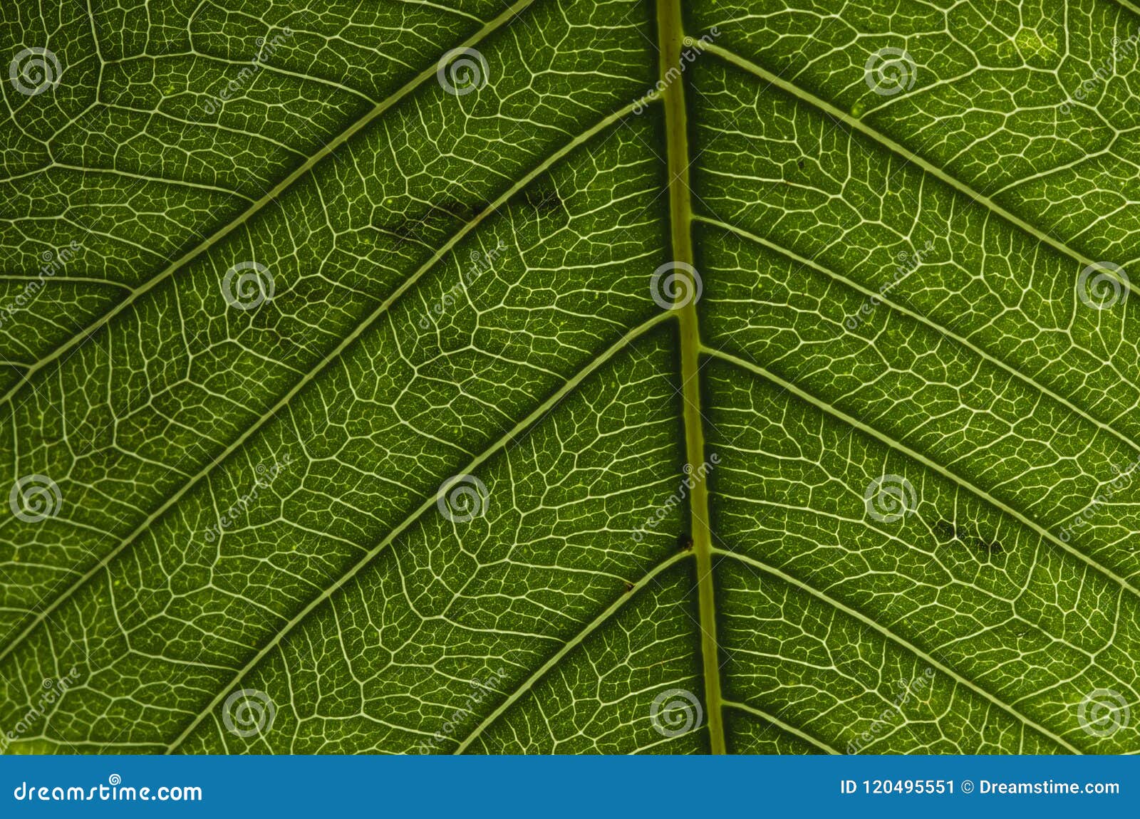 The surface of the leaf stock image. Image of color - 120495551