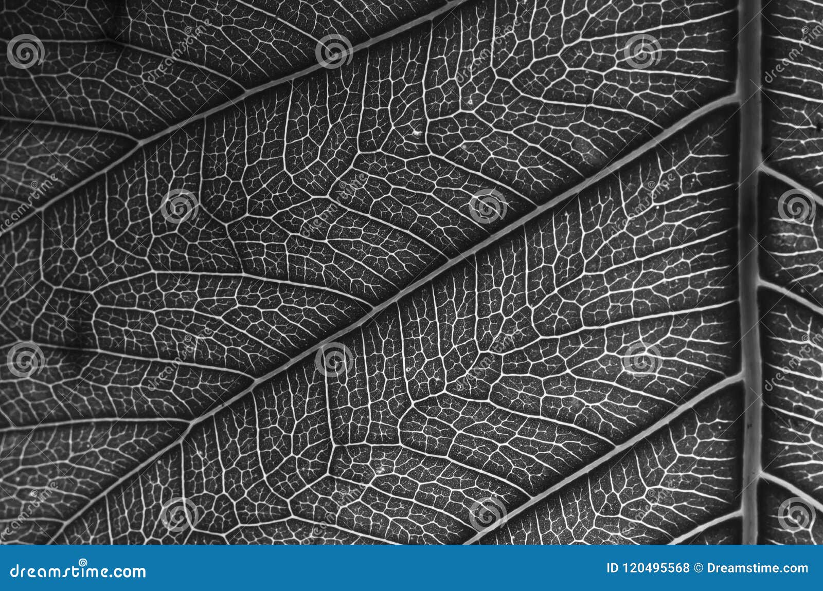 The surface of the leaf stock photo. Image of palm, organic - 120495568