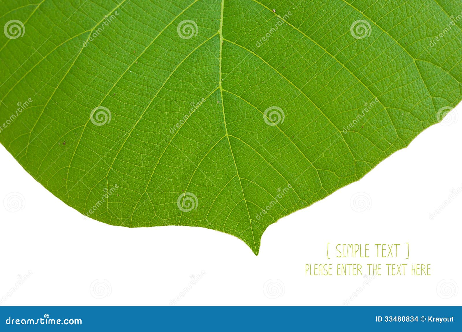 Surface of the leaves stock photo. Image of ecology, fresh - 33480834