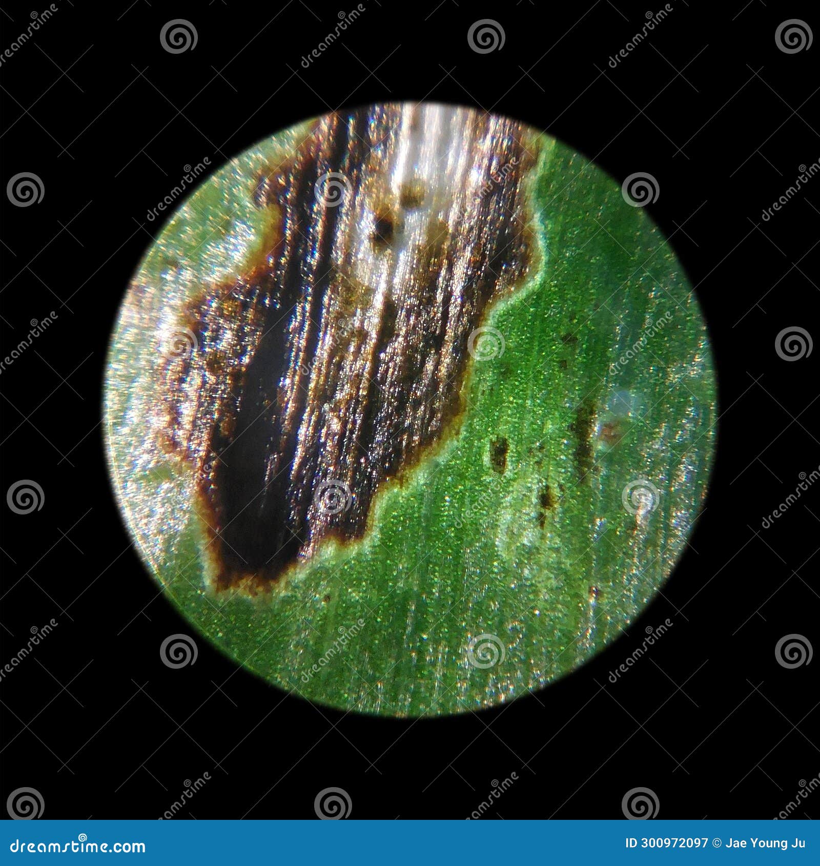 The Surface of Leaves of Green Plants Affected by Pests Observed Under ...
