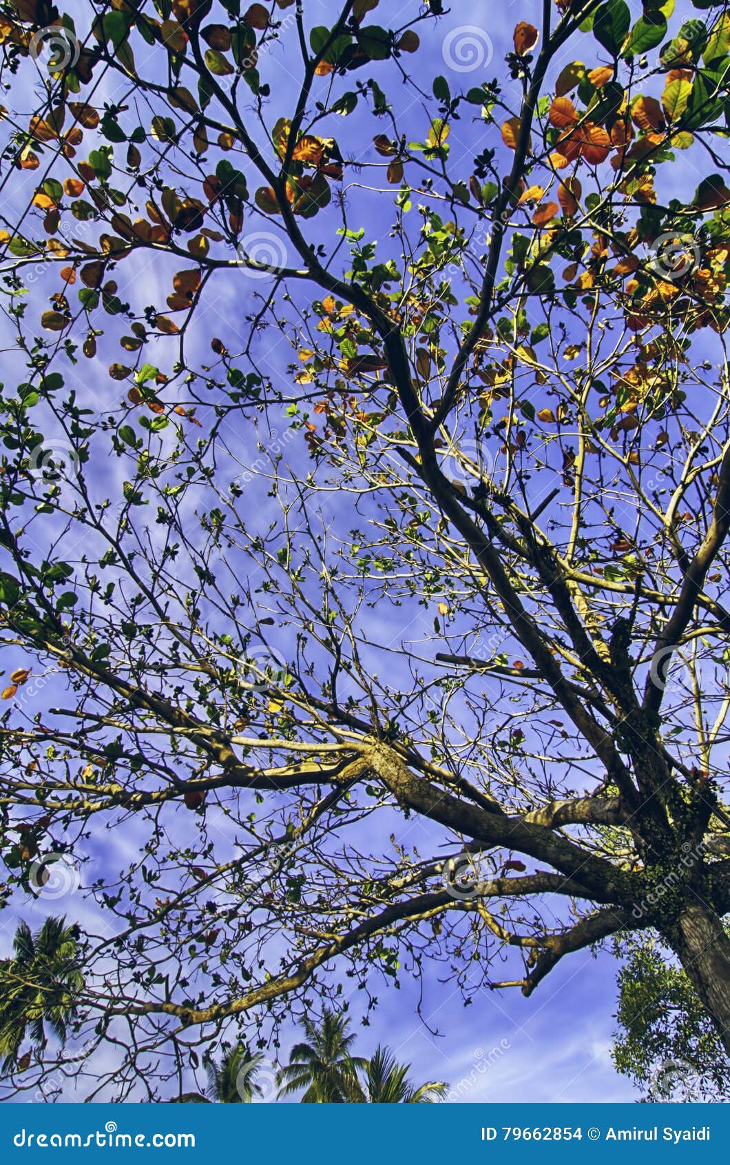 Surface Level Shot, Tree Over Blue Sky Background at Sunny Day Stock ...