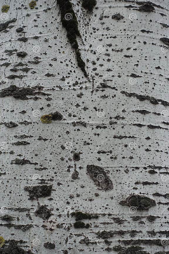 Surface of Light Grey Bark of Silver Poplar Stock Photo - Image of wood ...