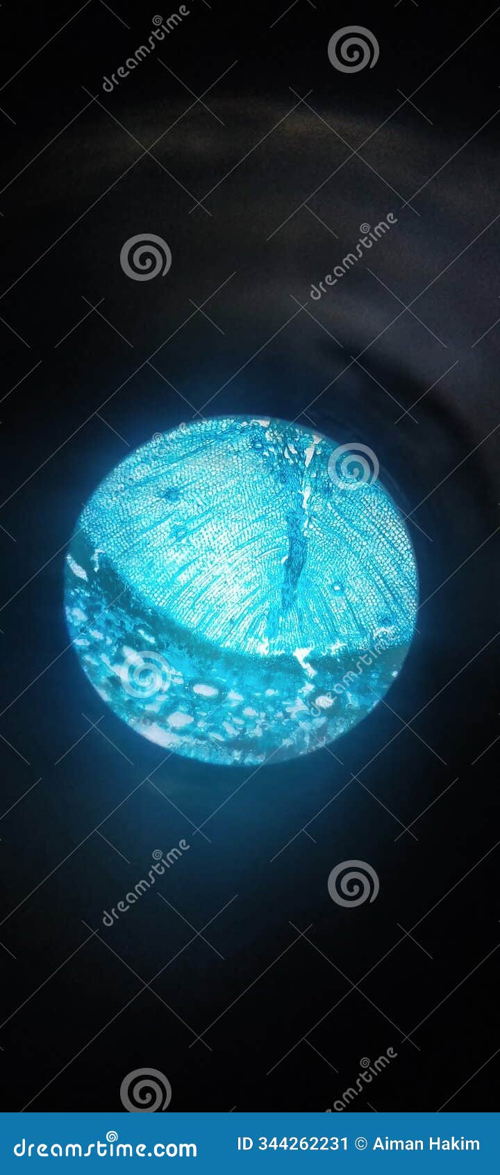 The Surface of a Lily Flower when Using a Microscope Stock Image ...