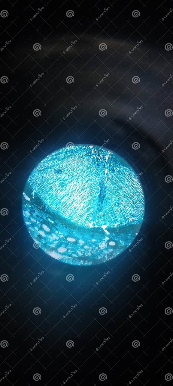 The Surface of a Lily Flower when Using a Microscope Stock Image ...