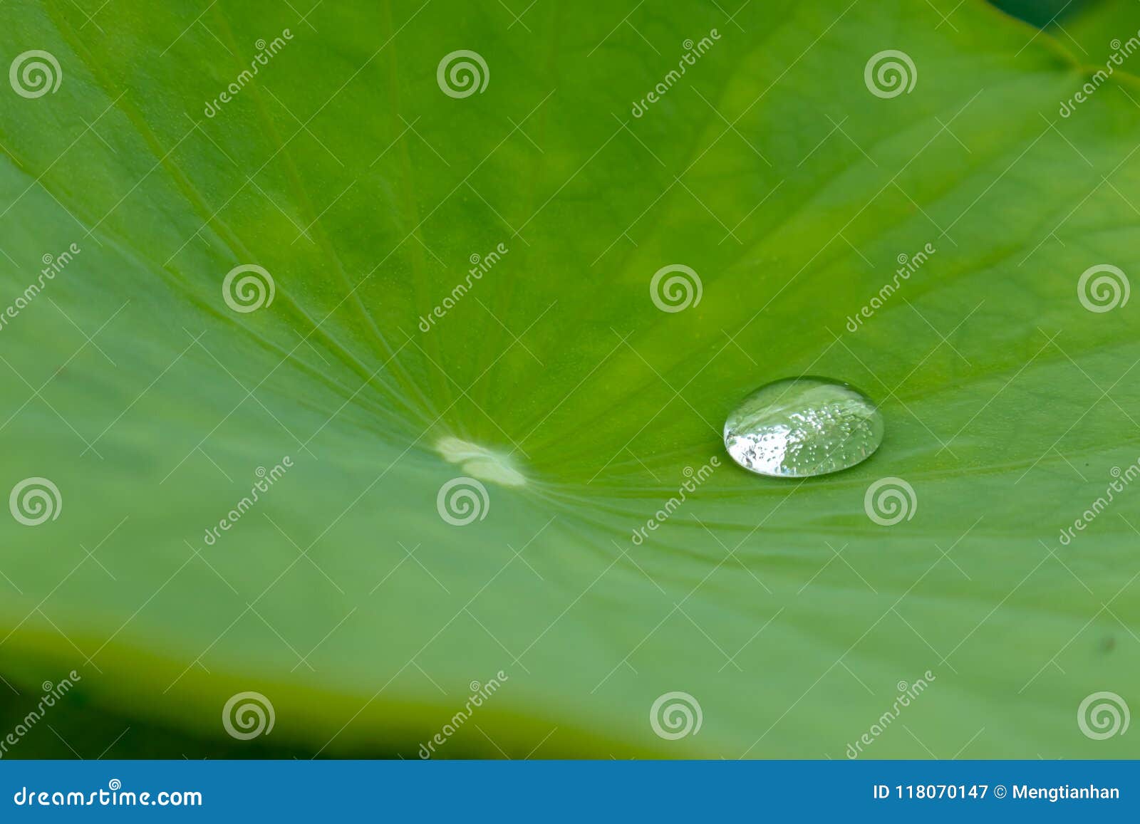 The Dew is Rolling in the Lotus Leaf Stock Image - Image of structures ...