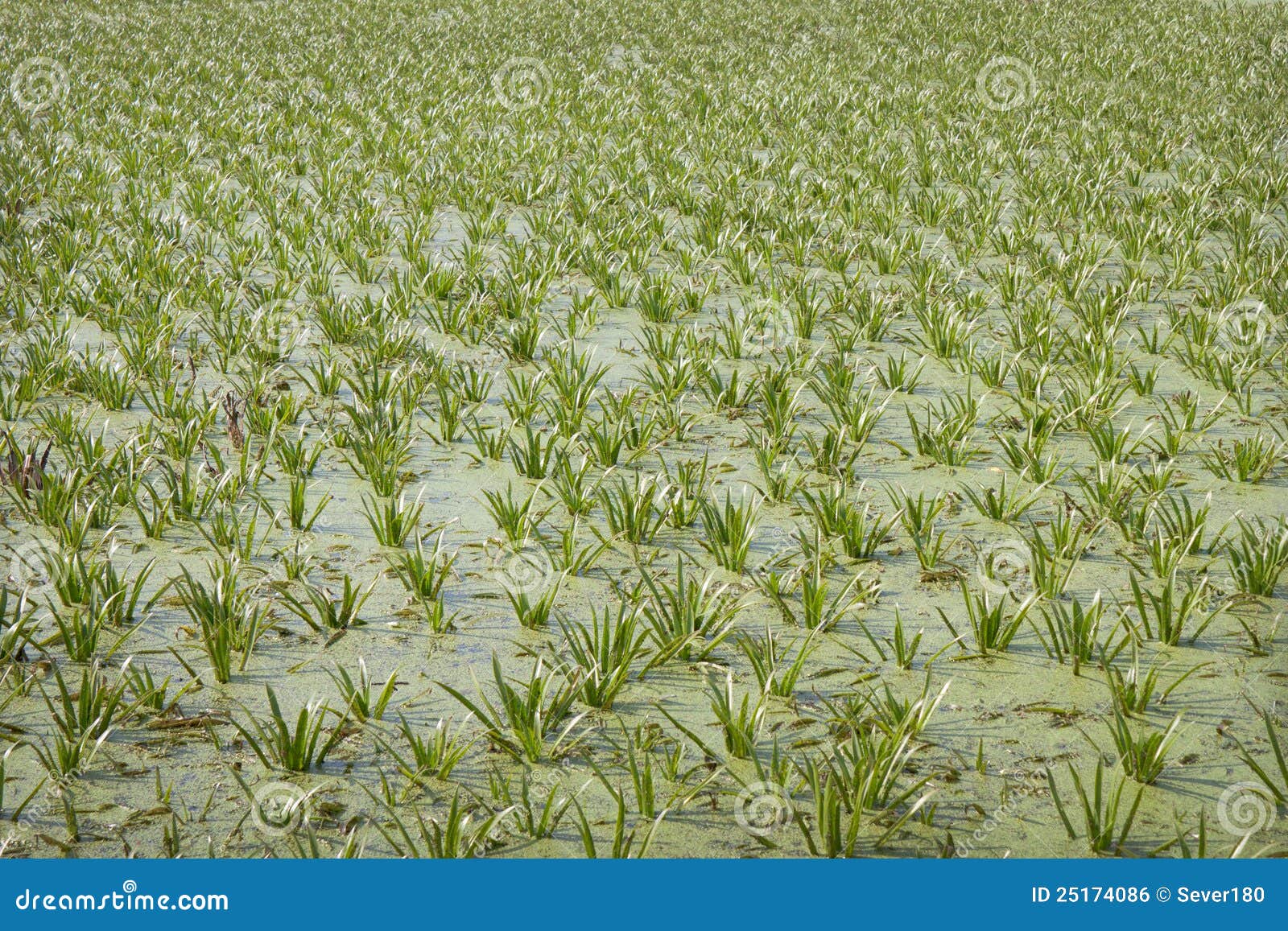 The Surface of the Marshy Lake Stock Photo - Image of area, grass: 25174086