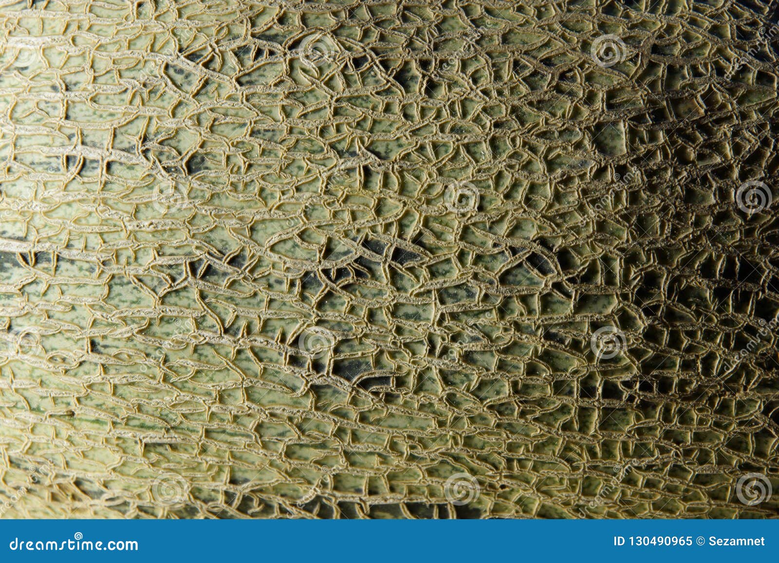 The Surface Of The Melon Texture Background Stock Image - Image of ...