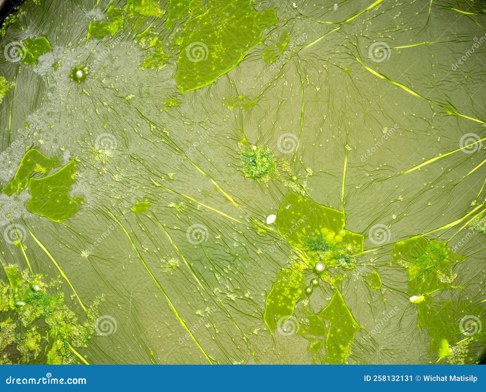 Surface of the Moss is Gathered into a Sheet Stock Image - Image of ...