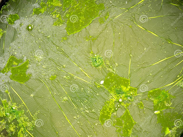 Surface of the Moss is Gathered into a Sheet Stock Image - Image of ...