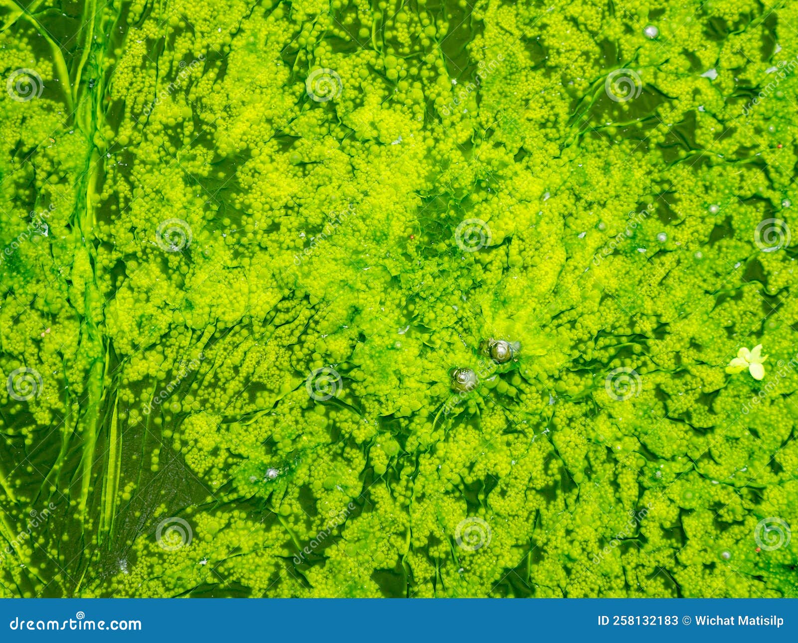 Surface of the Moss is Gathered into a Sheet Stock Image - Image of ...