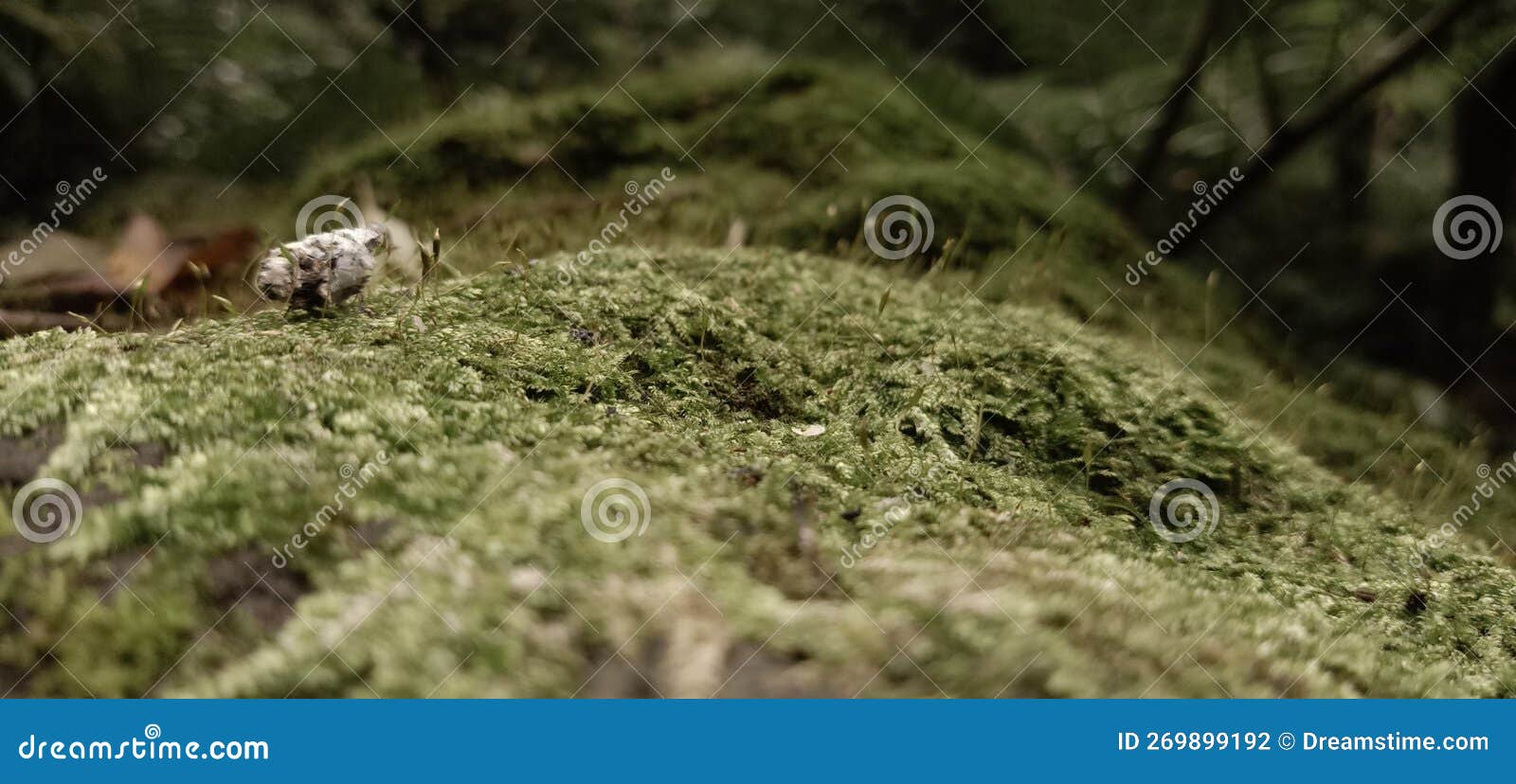 The Surface of the Moss on the River Rock Stock Photo - Image of ...