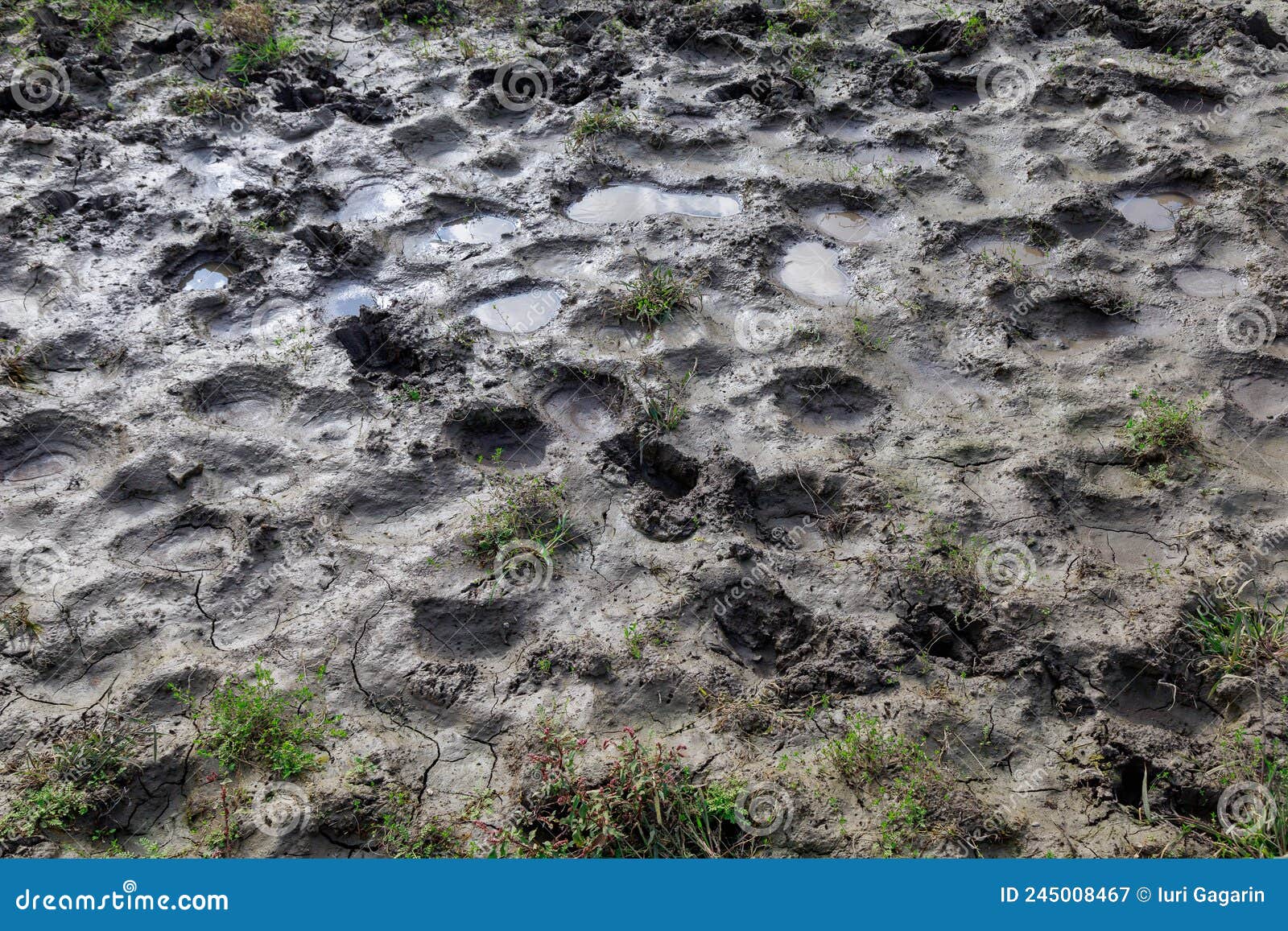 Surface of Mud with Hoof Prints from Cattle. Background or Backdrop for ...