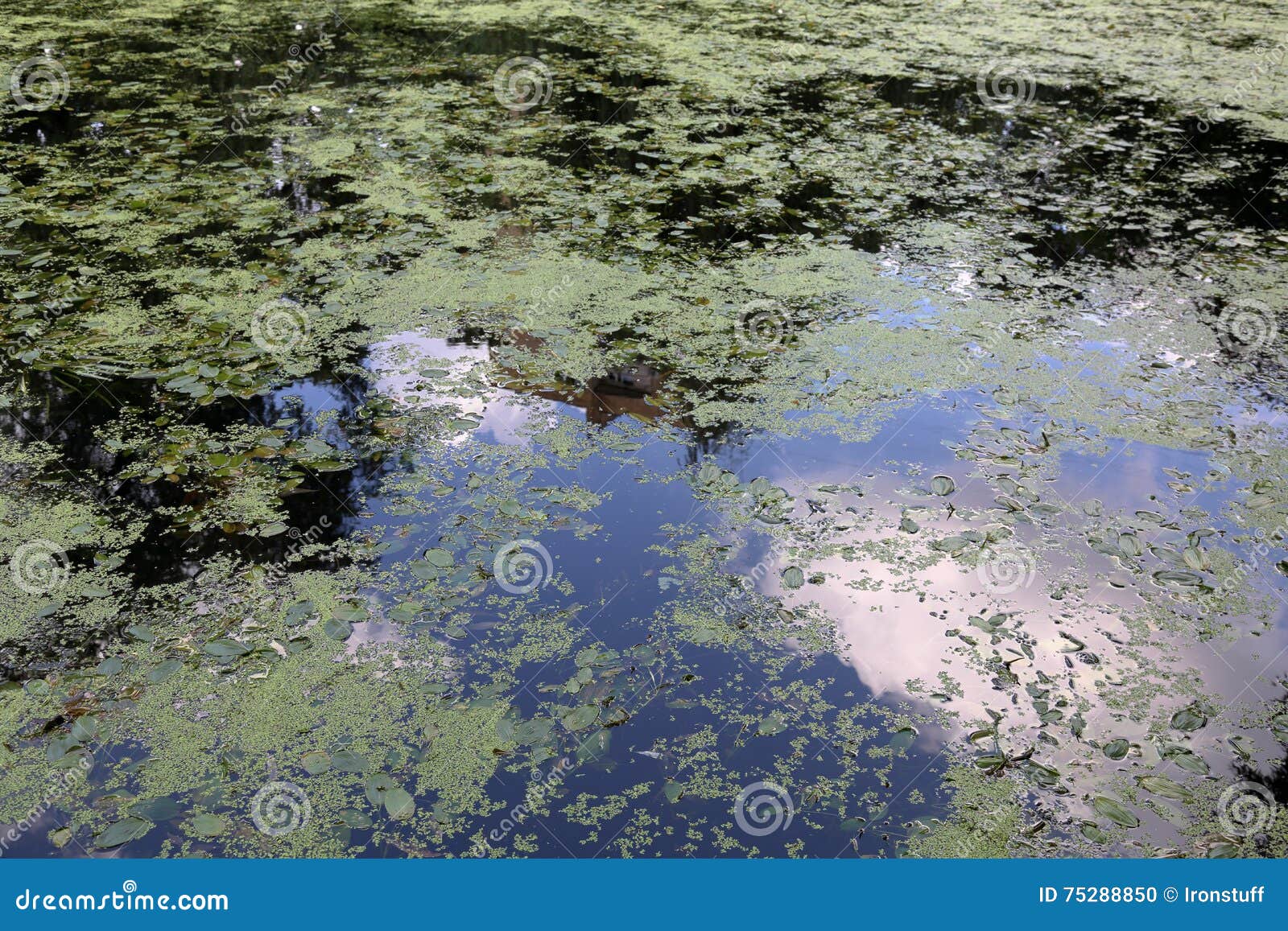 The Surface of the Muddy Water Stock Photo - Image of water, texture ...