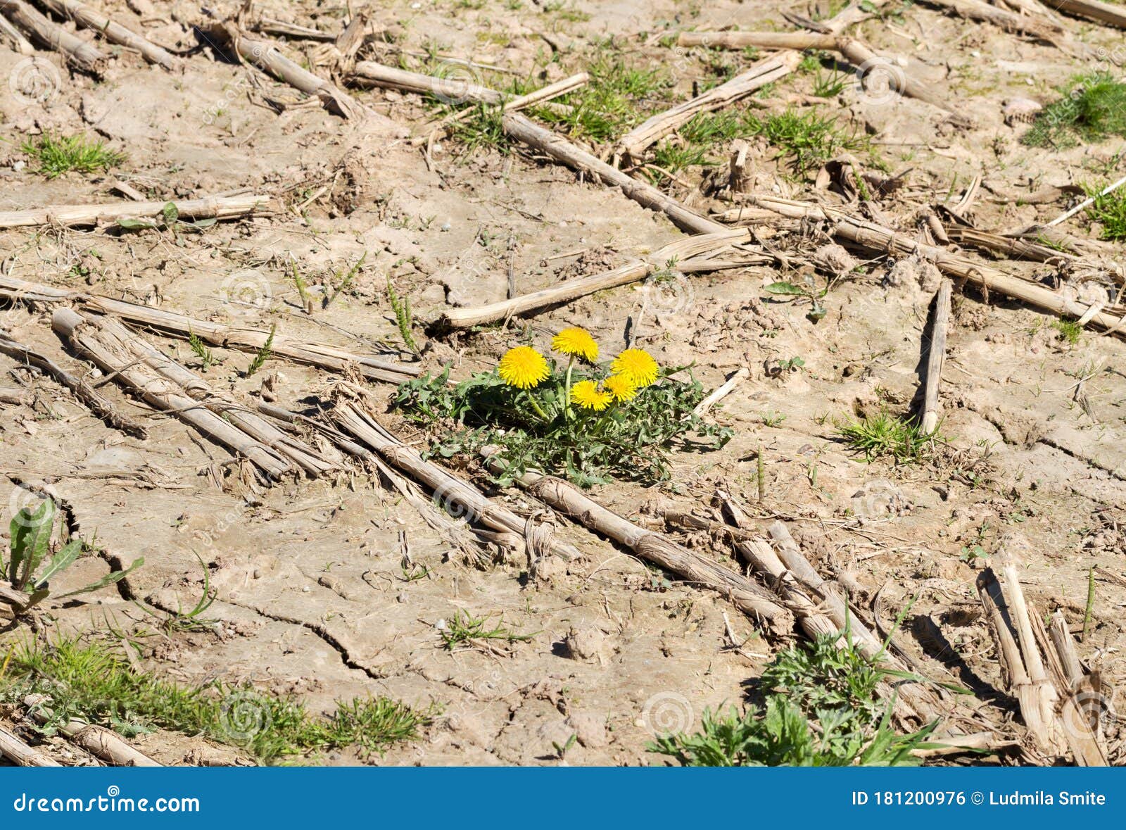Surface of natural field stock photo. Image of grass - 181200976