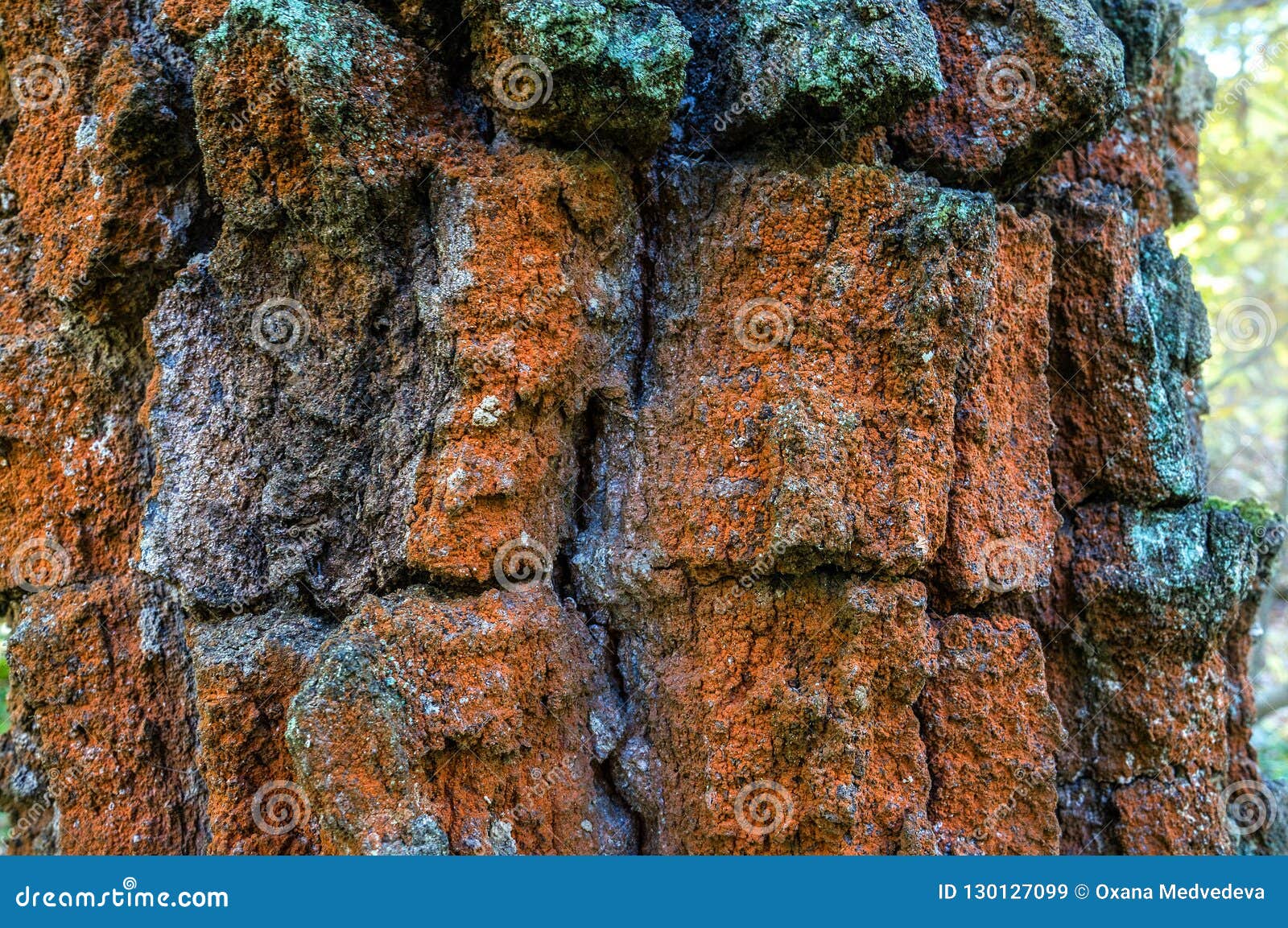 The Surface of Oak Bark is Macro Texture of Wood Damaged by Bark Beetle ...