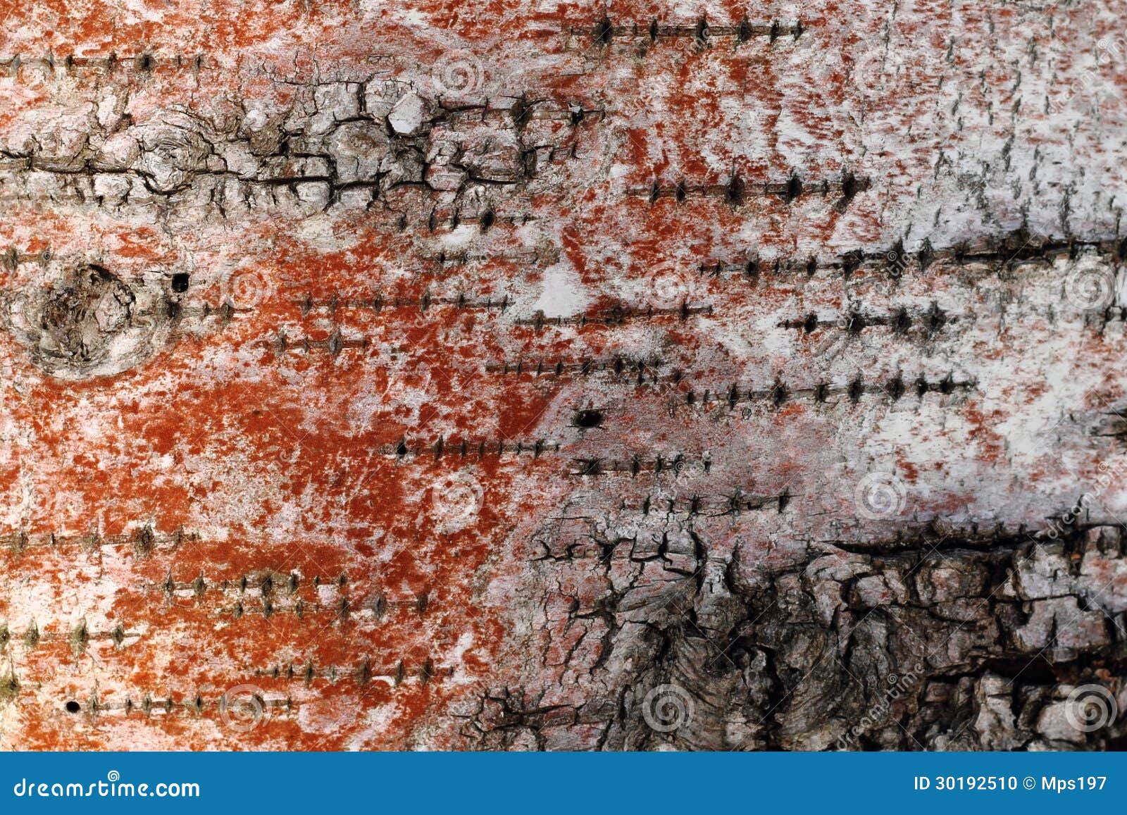 Birch bark turned to red stock photo. Image of birch - 30192510