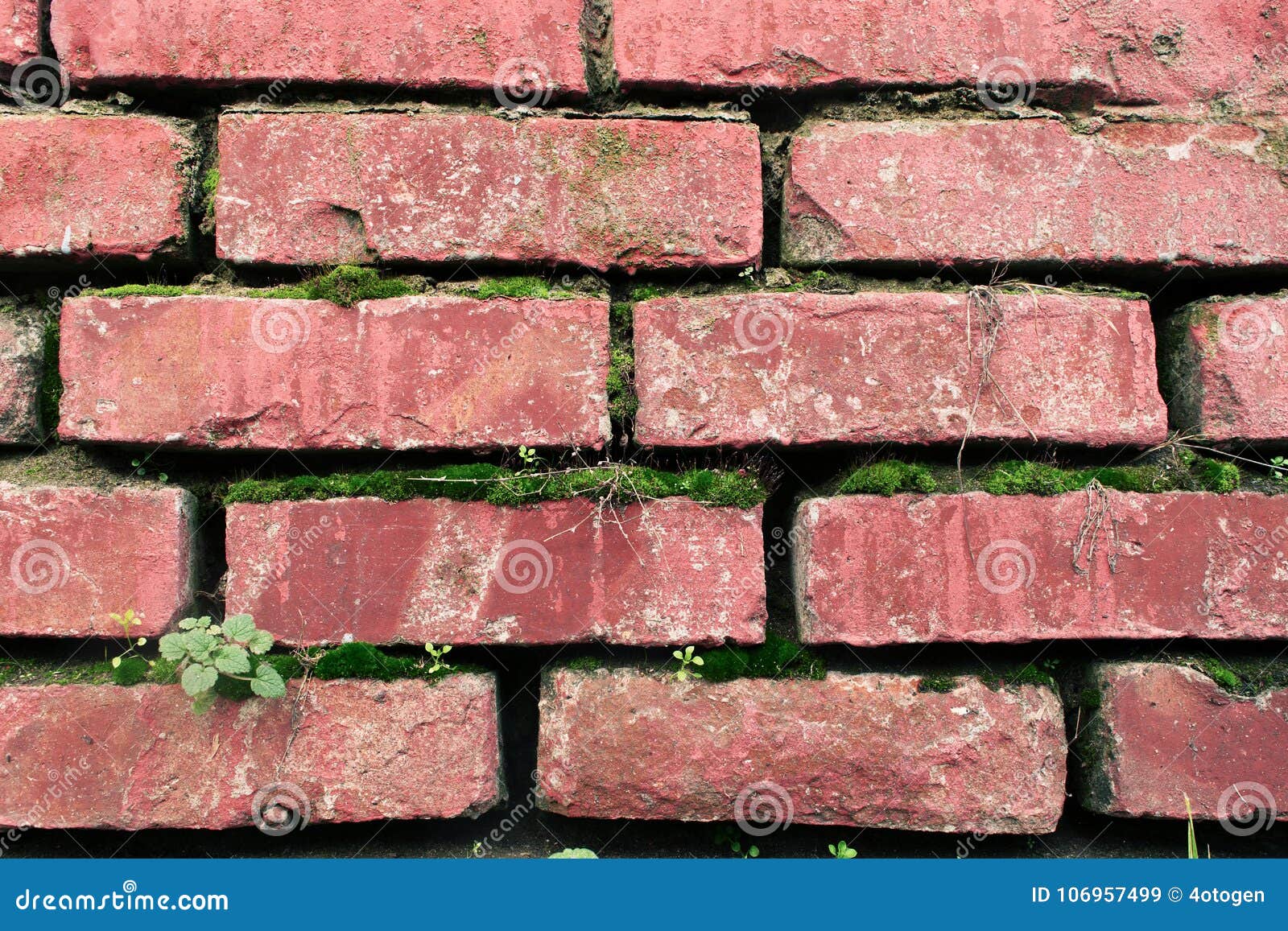 The Surface Of An Old Brick Wall Covered With Moss Stock Image - Image ...
