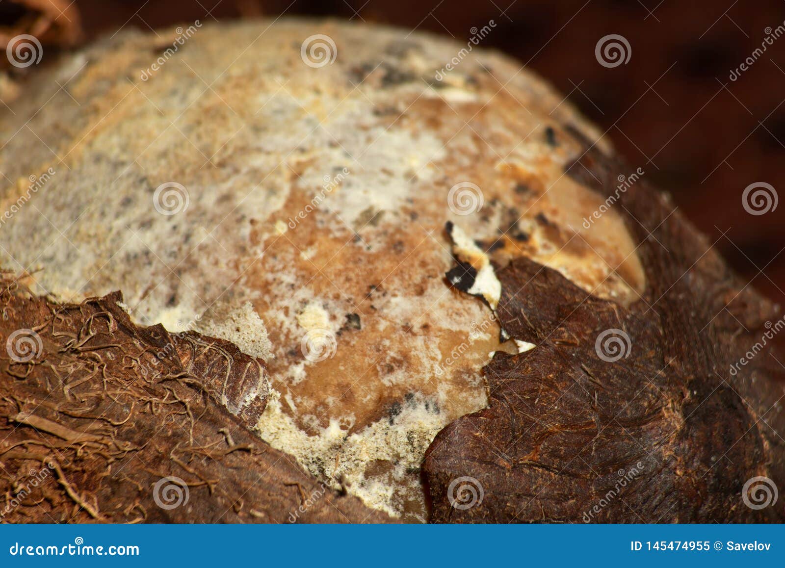 Surface of old coconut stock image. Image of decompose - 145474955