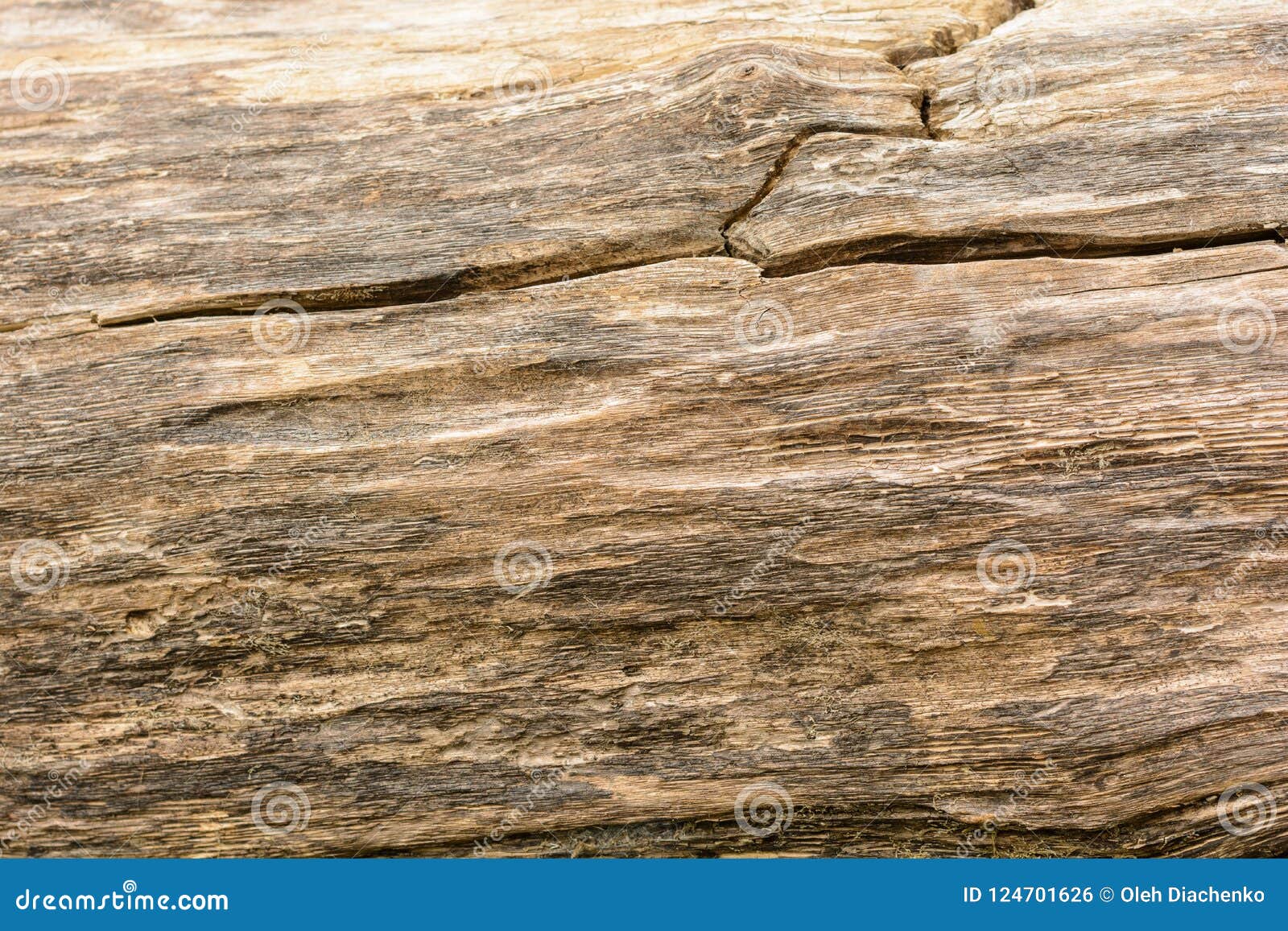 Surface of Old Cracked Tree. Old Natural Wood Background and Texture ...