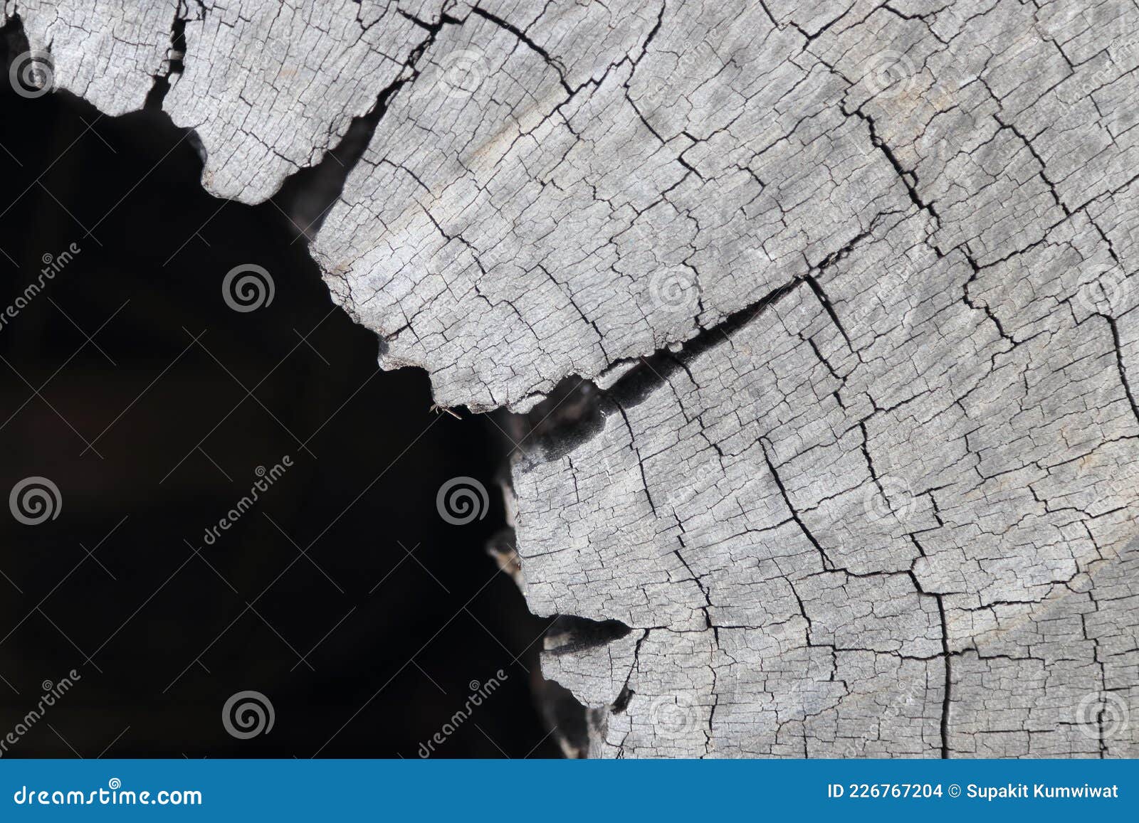 The Surface of an Old, Cracked Tree Stump Stock Photo - Image of nature ...