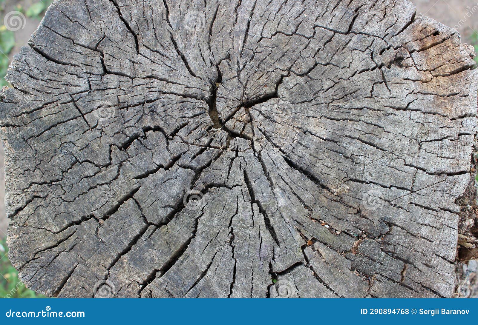 Surface of Old Cracked Wood Stump Top View Stock Photo - Image of ...
