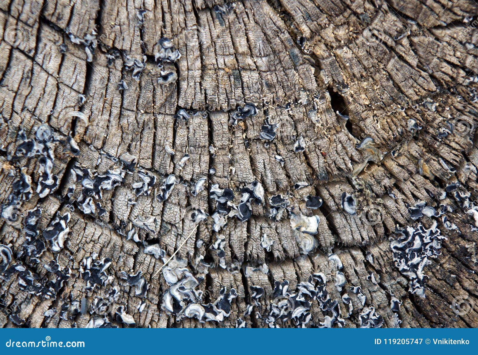 Old rotten stump stock image. Image of plant, outdoor - 119205747