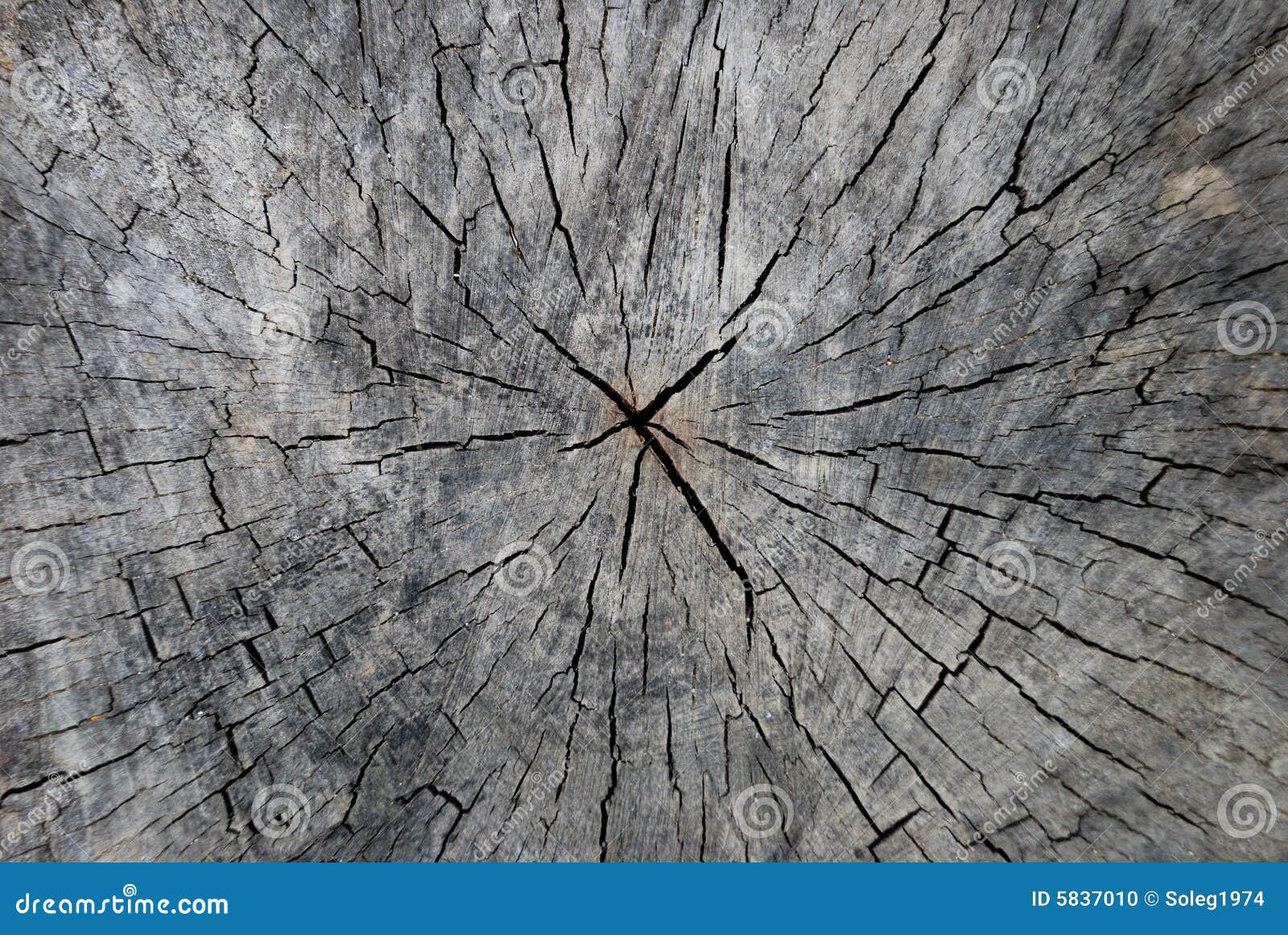 Surface of an old stub stock photo. Image of stub, background - 5837010