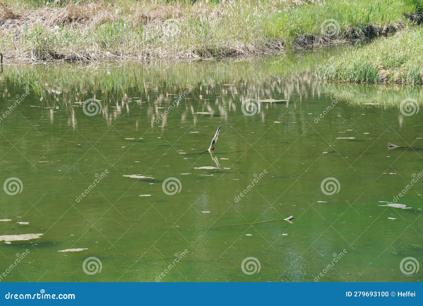 The Surface of an Old Swamp Covered with Duckweed and Algae, Dead Trees ...