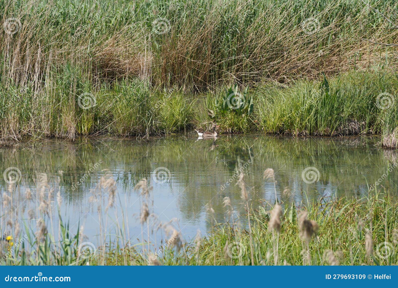 The Surface of an Old Swamp Covered with Duckweed and Algae, Dead Trees ...