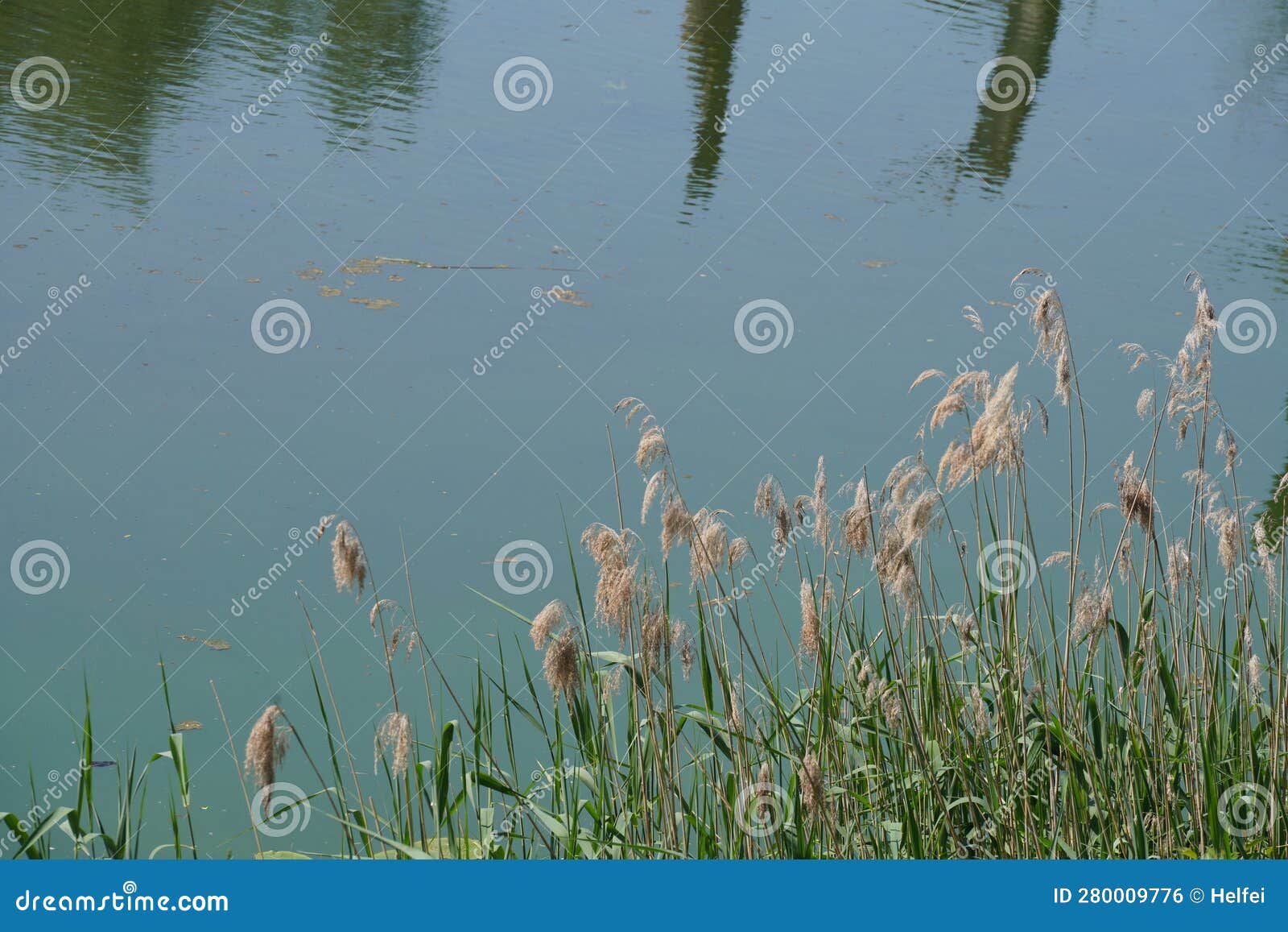 The Surface of an Old Swamp Covered with Duckweed and Algae, Dead Trees ...