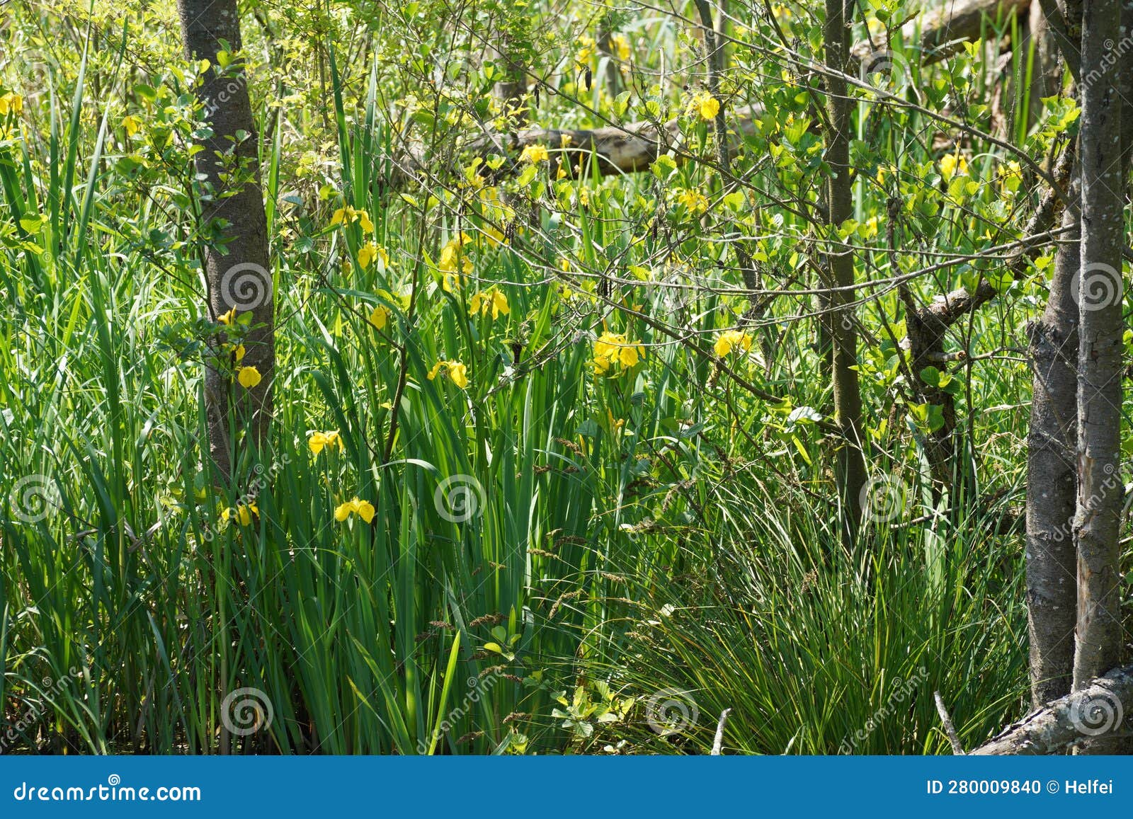 The Surface of an Old Swamp Covered with Duckweed and Algae, Dead Trees ...