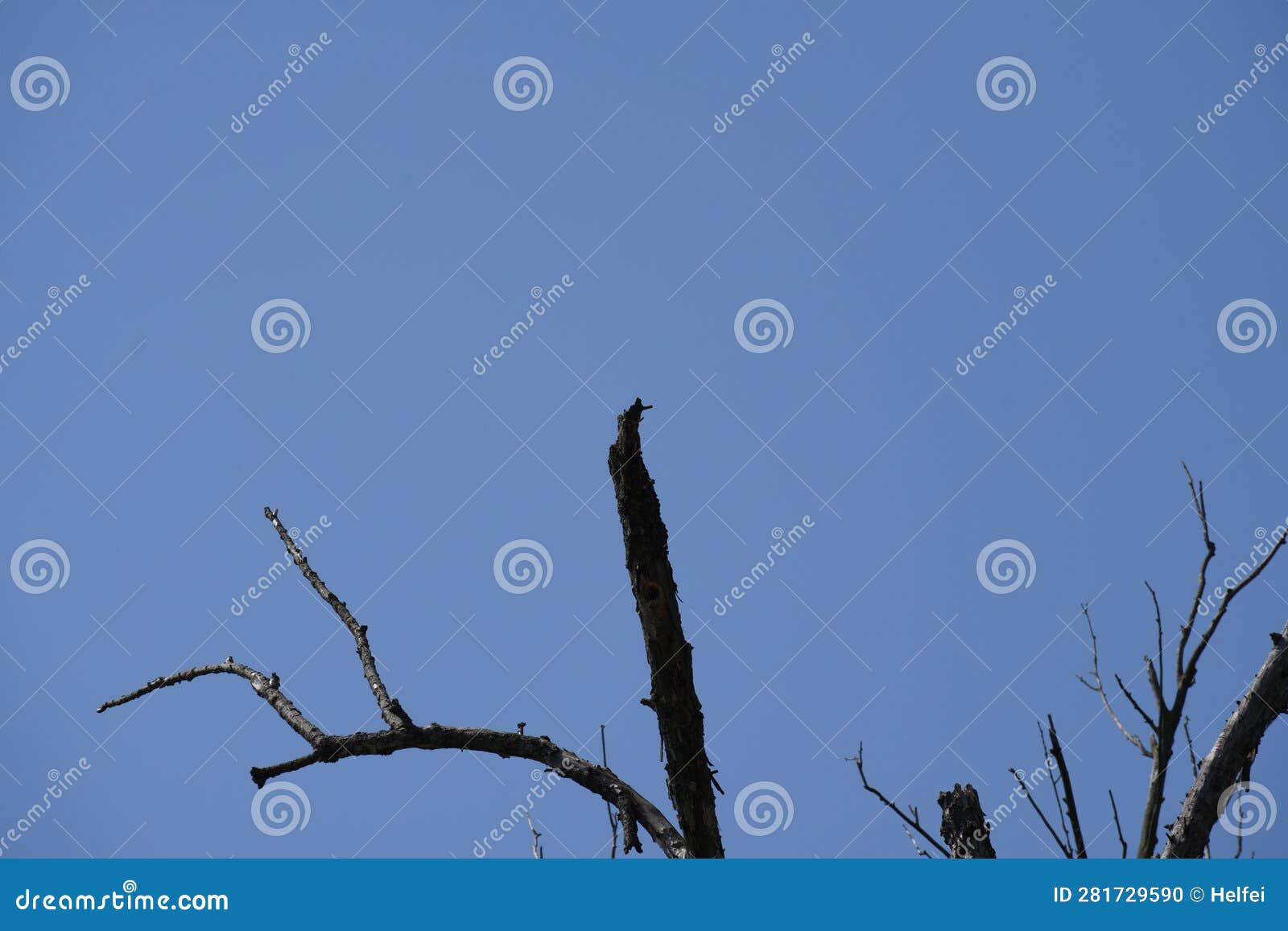 The Surface of an Old Swamp Covered with Duckweed and Algae, Dead Trees ...